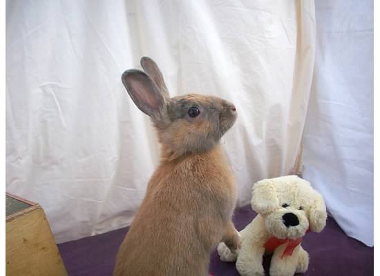 BRAMBLEY HEDGE RABBIT RESCUE - Updated September 2025 - 20 Photos & 15 ...