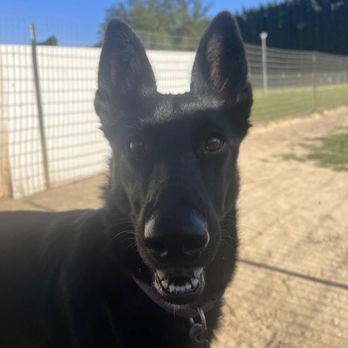 CR RANCH PET-O-TEL - Updated November 2025 - 147 Photos & 79 Reviews ...