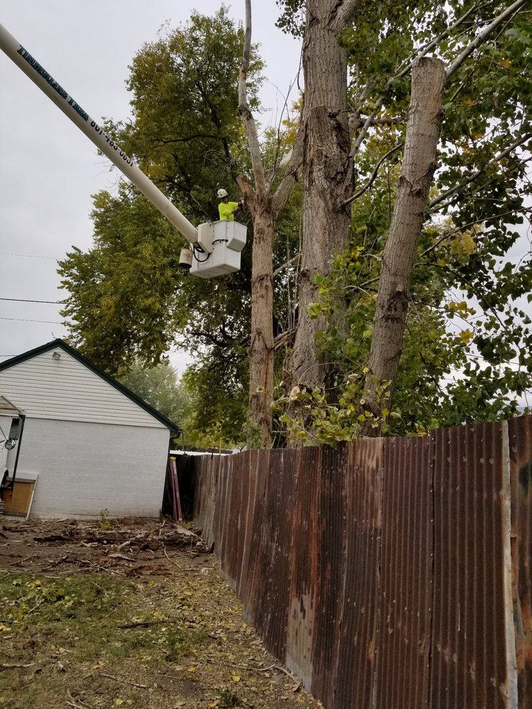 TIMBERLINE TREE & LANDSCAPING - Updated April 2024 - 27 Photos - 3556 ...