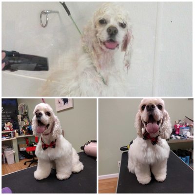 WOOF & WASH PET GROOMING - 275 Photos & 111 Reviews - Pet Groomers ...