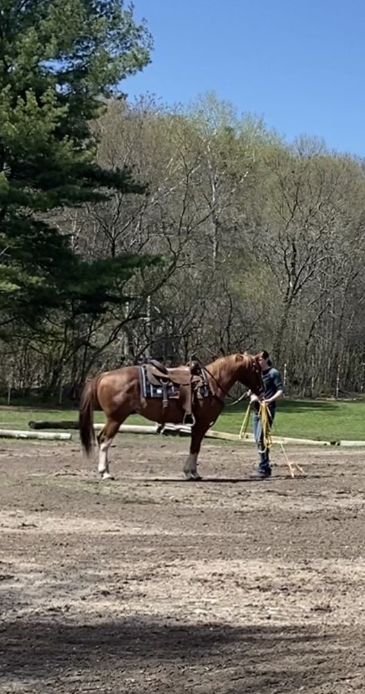 LONE TREE FARM HORSE TRAINING - Updated January 2026 - 13 Photos - 4702 ...