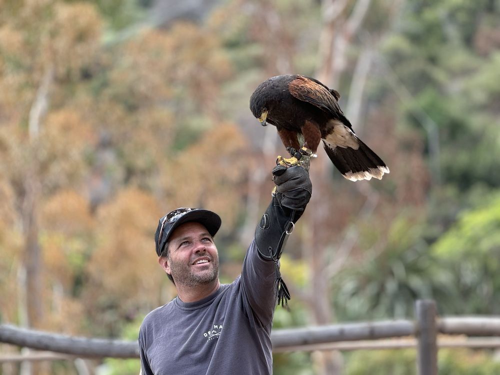 CATALINA FALCONRY EXPERIENCE - Updated October 2025 - 196 Photos & 68 ...