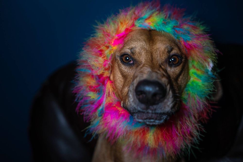 STRAY DUCK FOTO - Updated October 2025 - 59 Photos - Carmel, Maine ...