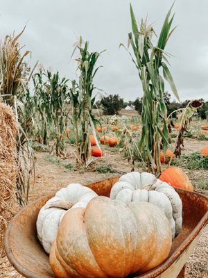 BATES NUT FARM - Updated September 2024 - 1670 Photos & 515 Reviews ...