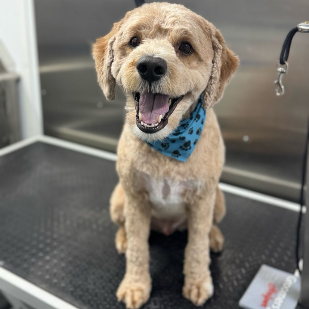 ZOOMIN GROOMIN - Updated January 2026 - 29 Photos - Beverly Hills ...