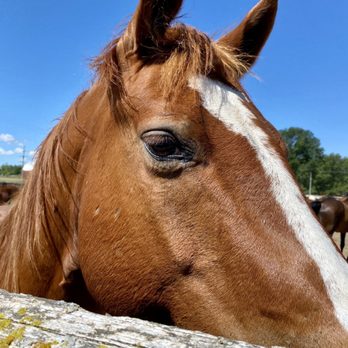 KNOBLOCK RIDING STABLE - Updated October 2025 - 23 Photos & 20 Reviews ...