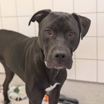 MICHIGAN ANIMAL RESCUE LEAGUE - Updated December 2025 - 39 Photos & 60 ...