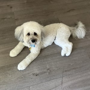 PAWS R US - 45 Photos & 20 Reviews - 7955 N Cedar Ave, Fresno ...