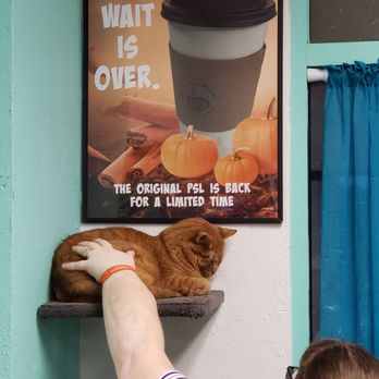 MOCHAS AND MEOWS - Updated January 2025 - 126 Photos & 73 Reviews ...