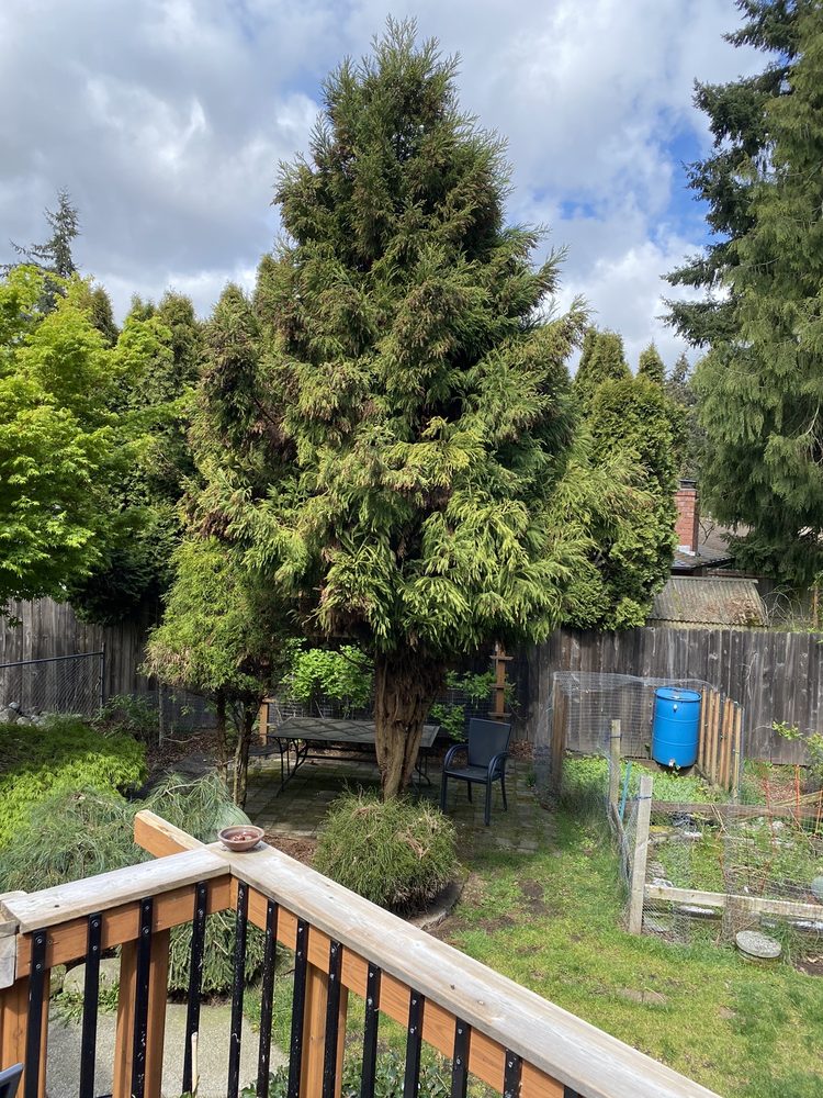 WASHINGTON TREE EXPERTS - Updated October 2025 - 54 Photos & 38 Reviews ...