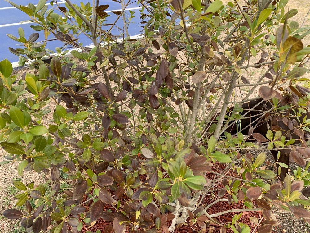 EARTHTONES GREENERY - Updated April 2025 - 18 Photos & 12 Reviews ...