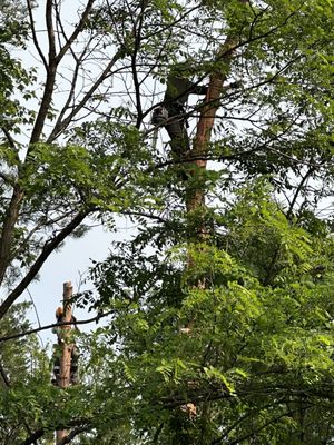 TURBO TREE CARE - Updated July 2025 - 15 Photos - 6161 Cotter Ave ...