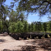 LAWNS TREE FARM - 31 Photos - 400 Honeycomb Mesa, Leander, TX - Yelp