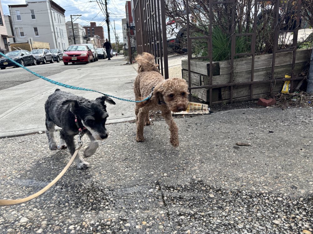 ALL PAWS IN - Updated October 2025 - 13 Photos - Jersey City, New ...