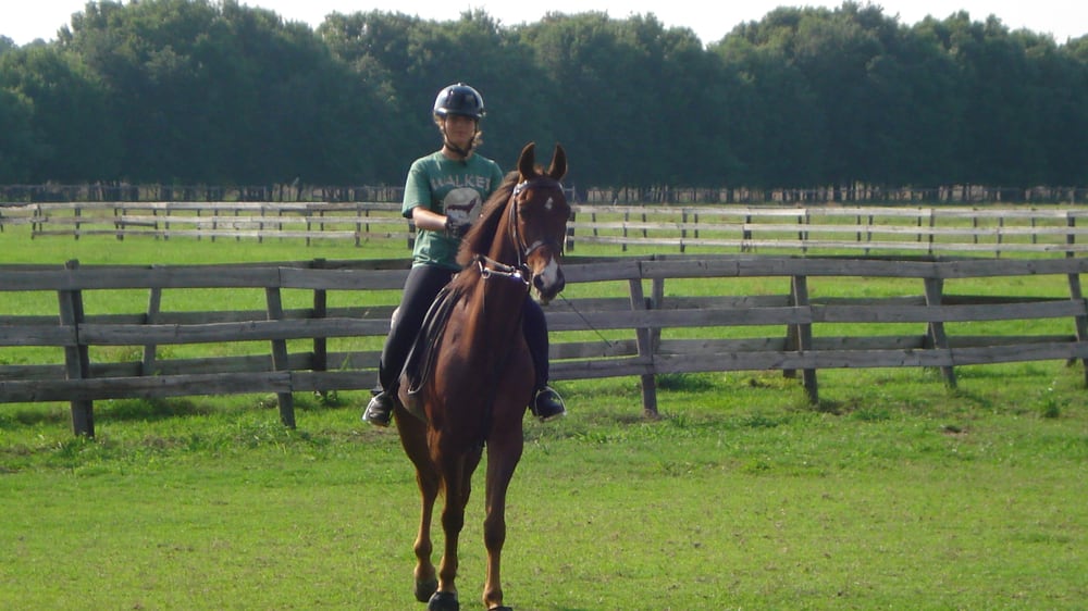 BUNN EQUINE TRADING - Updated July 2024 - Otham Court Rd, Polegate ...