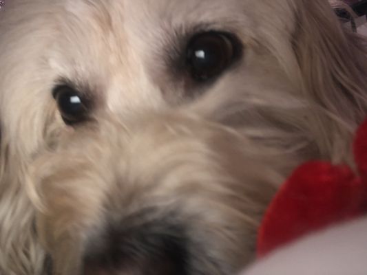 HELPING HOUNDS DOG RESCUE - Updated December 2025 - 16 Photos & 29 ...