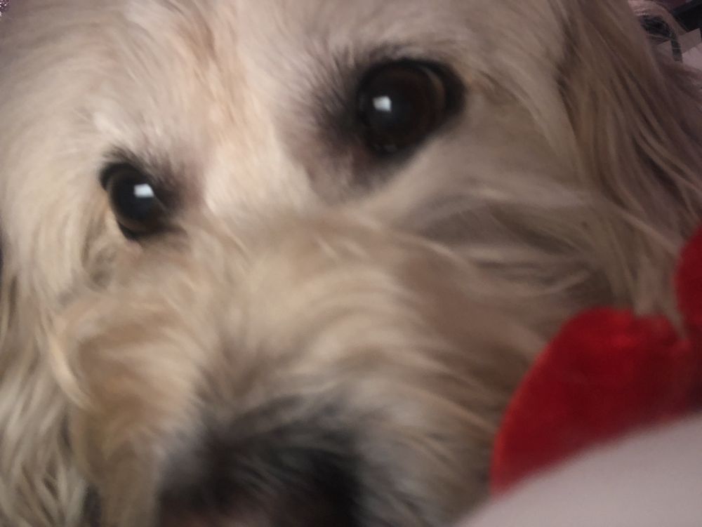 HELPING HOUNDS DOG RESCUE - Updated July 2025 - 16 Photos & 29 Reviews ...