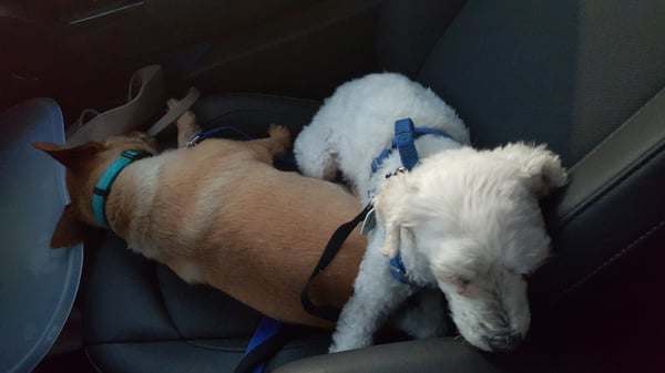 DOGS RULE RESORT - Updated July 2025 - 26 Photos & 60 Reviews - 5701 ...