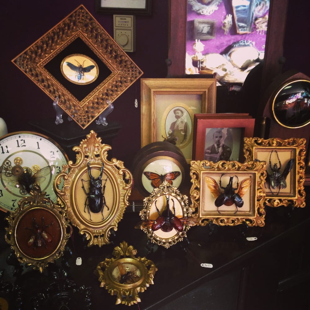 THE STRANGE AND UNUSUAL - 46 Photos & 13 Reviews - 467 Wyoming Ave ...