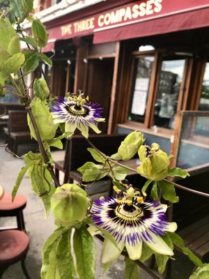 THE THREE COMPASSES, DALSTON - 21 Photos - 99 Dalston Lane, London ...