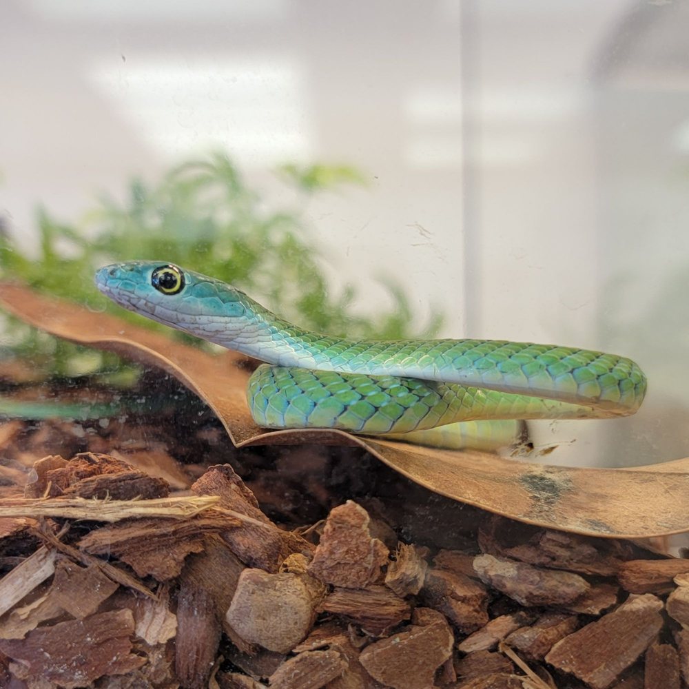 THE REPTILE STORE - Updated January 2026 - 33 Photos & 19 Reviews ...