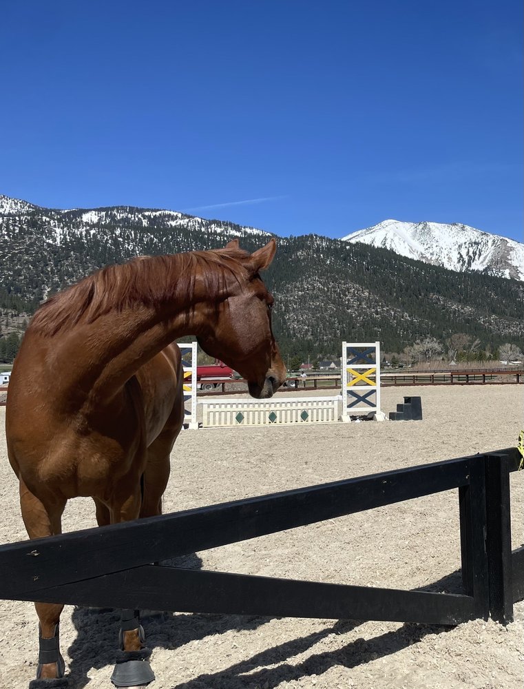 LOOKING STONE FARM - Updated January 2026 - 300 William Brent Rd, New ...