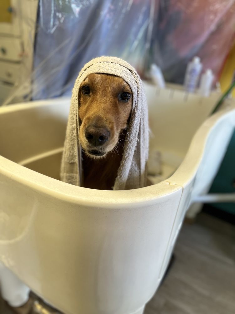 THE GROOVY GROOMER - Updated October 2025 - 1267 Carding Machine Rd ...