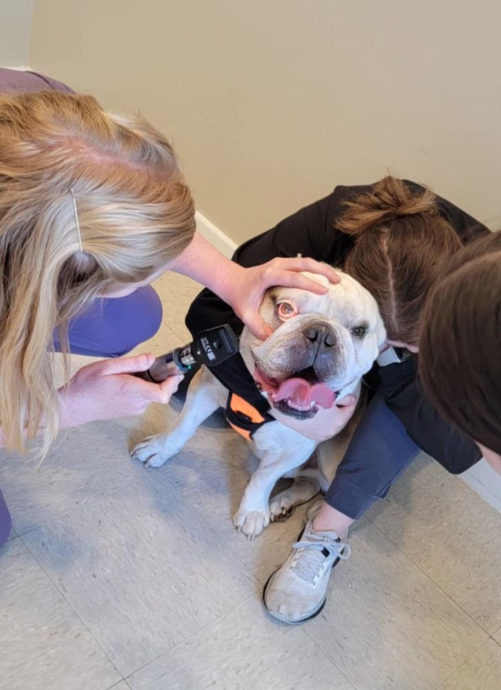 DELPHI ANIMAL HOSPITAL - Updated July 2025 - 1544 W US Hwy 421, Delphi ...