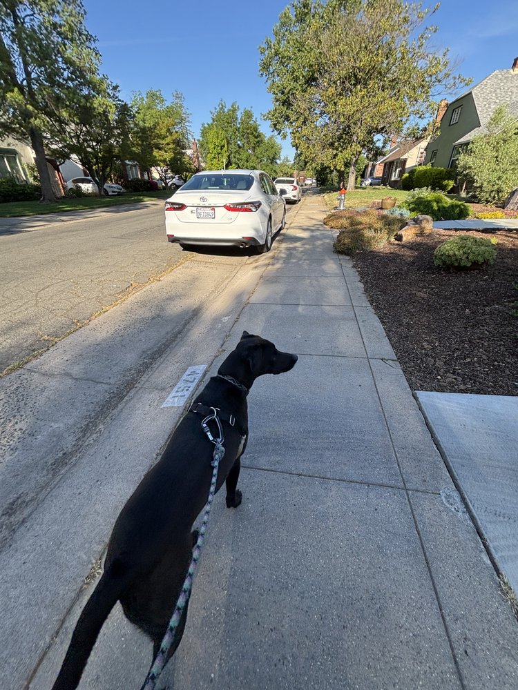 THE ROWDY RUFF HOUSE - Updated May 2025 - 18 Photos - Sacramento, California - Pet Boarding ...