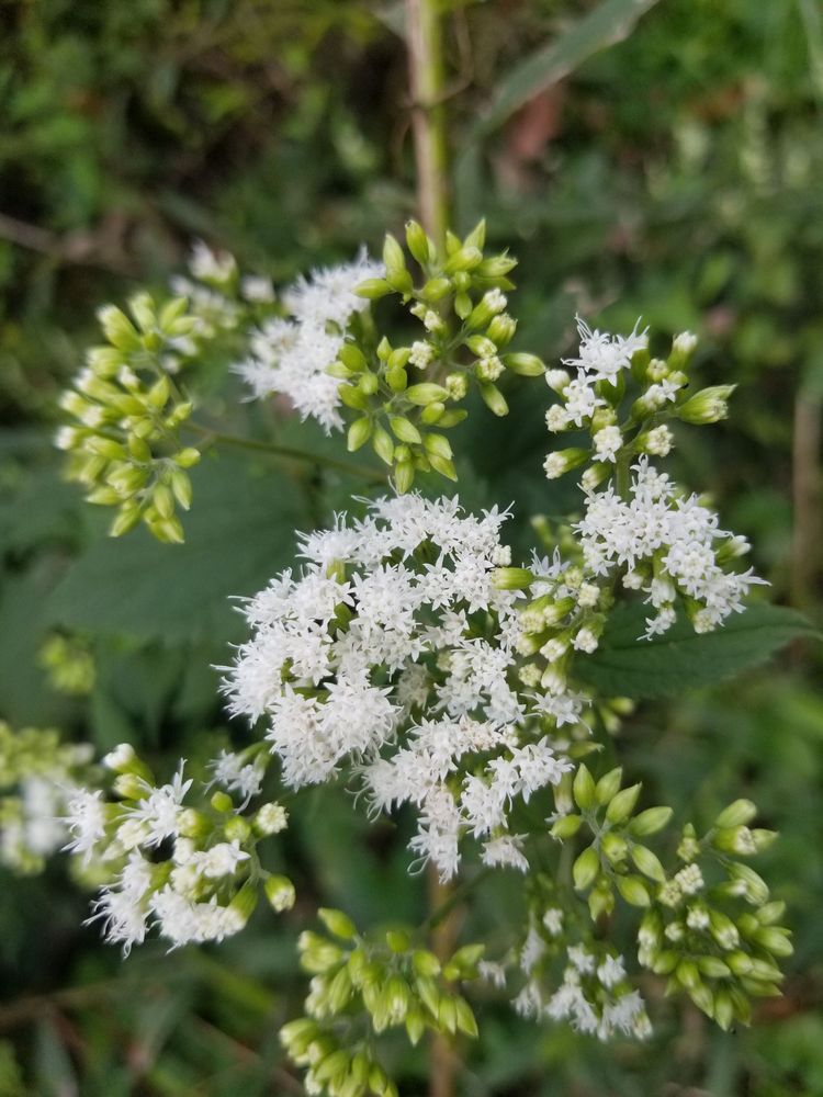 CARMODY PARK - Updated December 2025 - 17 Photos - 7499 Martz Paulin Rd ...