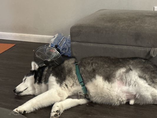 FLUFF & STUFF DOG GROOMING - Updated June 2025 - 24 Photos - Knoxville, Tennessee - Pet Groomers ...