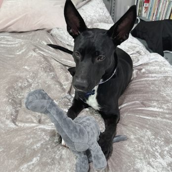 PASADENA HUMANE - Updated June 2025 - 492 Photos & 705 Reviews - 361 S ...