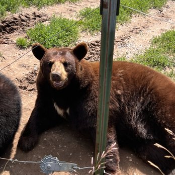 OSWALD’S BEAR RANCH - Updated September 2025 - 241 Photos & 89 Reviews ...