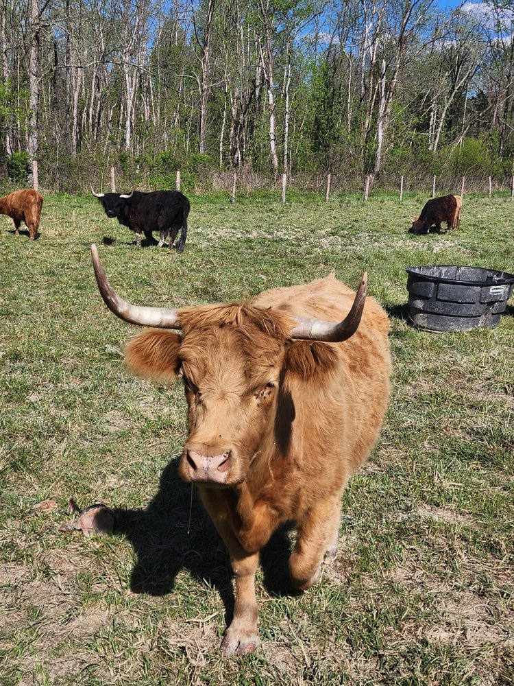 RED HAVEN FARM - Updated May 2024 - 405 Locust Branch School Rd, Irvine ...