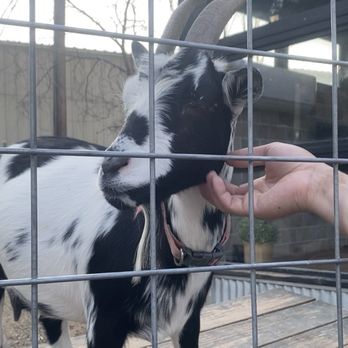 SCREAMING GOAT YARD & TAP - Updated December 2024 - 325 Photos & 213 ...