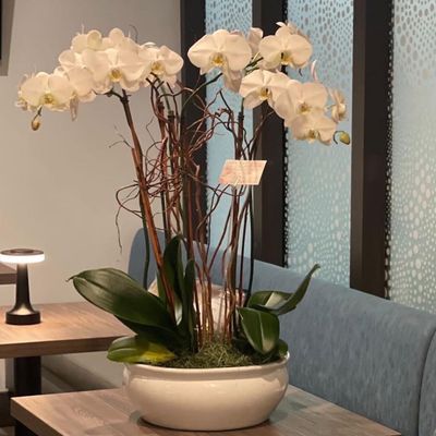 DAGIM RESTAURANT - 38 Photos - 8 Bond St, Great Neck, New York - Bars ...