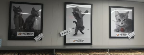 TERRY ANIMAL HOSPITAL - Updated January 2026 - 44 Reviews - 1419 Lake ...