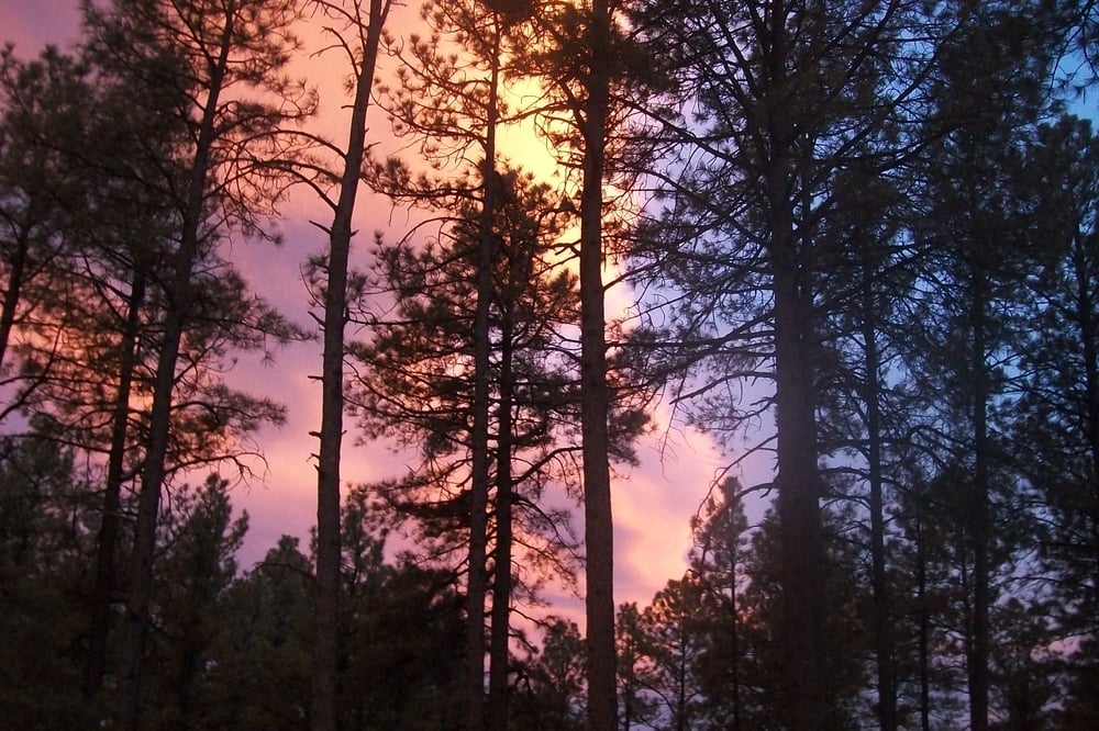 GARRISON TREE SERVICES - Updated December 2025 - Ruidoso, New Mexico ...