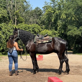 MEMORY LANE STABLES - Updated December 2025 - 168 Photos & 123 Reviews ...