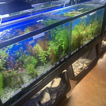 AQUATEK TROPICAL FISH - Updated January 2026 - 49 Photos & 141 Reviews ...
