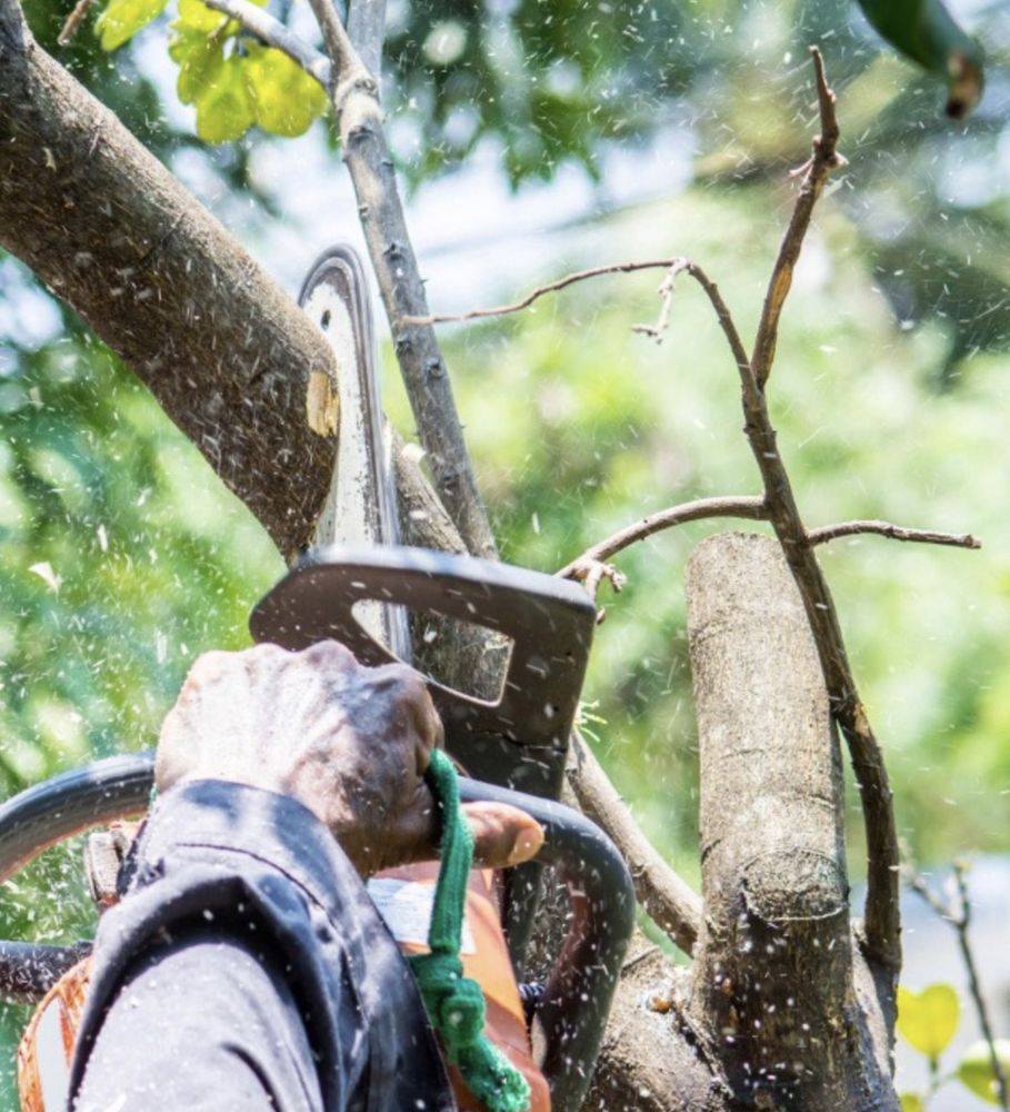 AUSTIN TREE SPECIALISTS - Updated October 2025 - 17 Photos & 19 Reviews ...