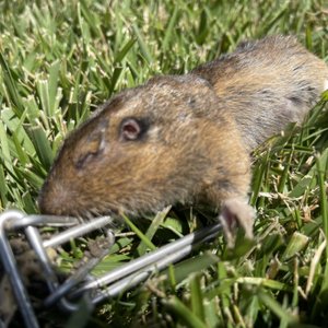 THE GOPHER GUY - Updated June 2024 - 13 Reviews - Moss Beach ...