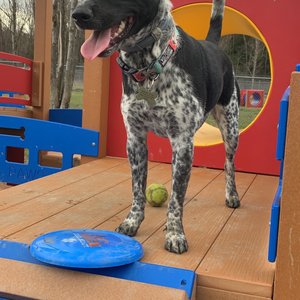 HELPING HOUNDS DOG RESCUE - 16 Photos & 25 Reviews - 7268 Caswell Ave ...