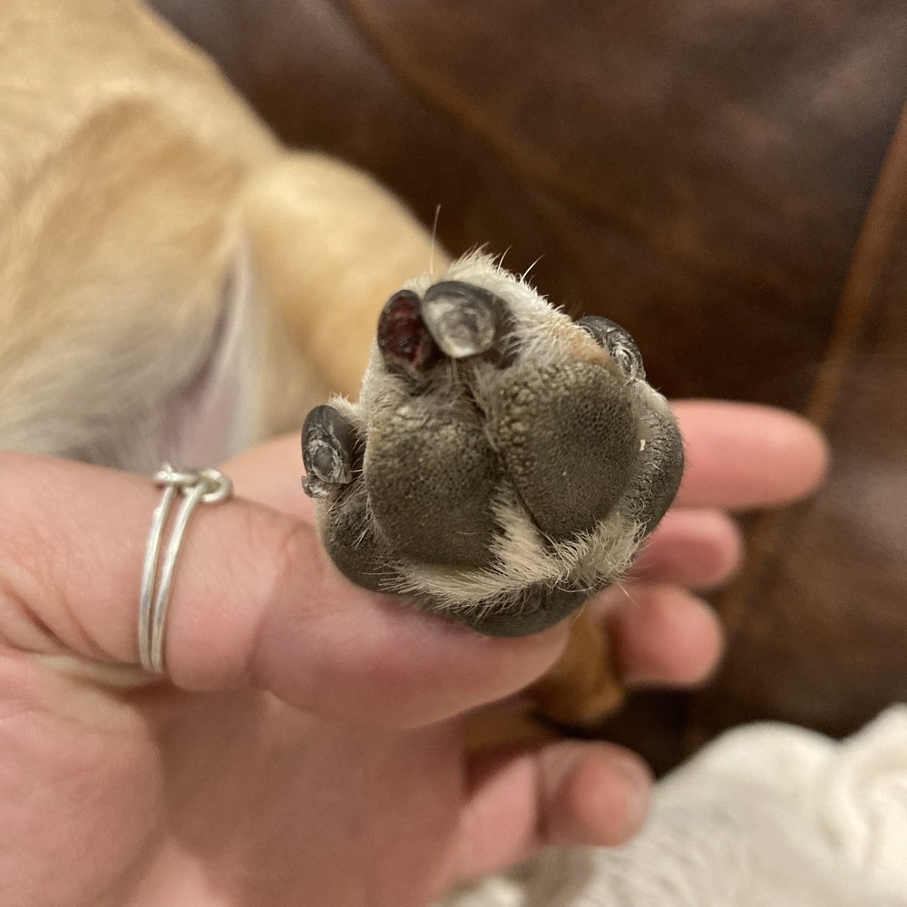 VAIL VALLEY ANIMAL HOSPITAL - EDWARDS - Updated January 2025 - 16 ...