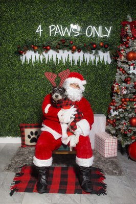 4 PAWS ONLY - Updated November 2024 - 15 Photos & 15 Reviews - 246 Main ...