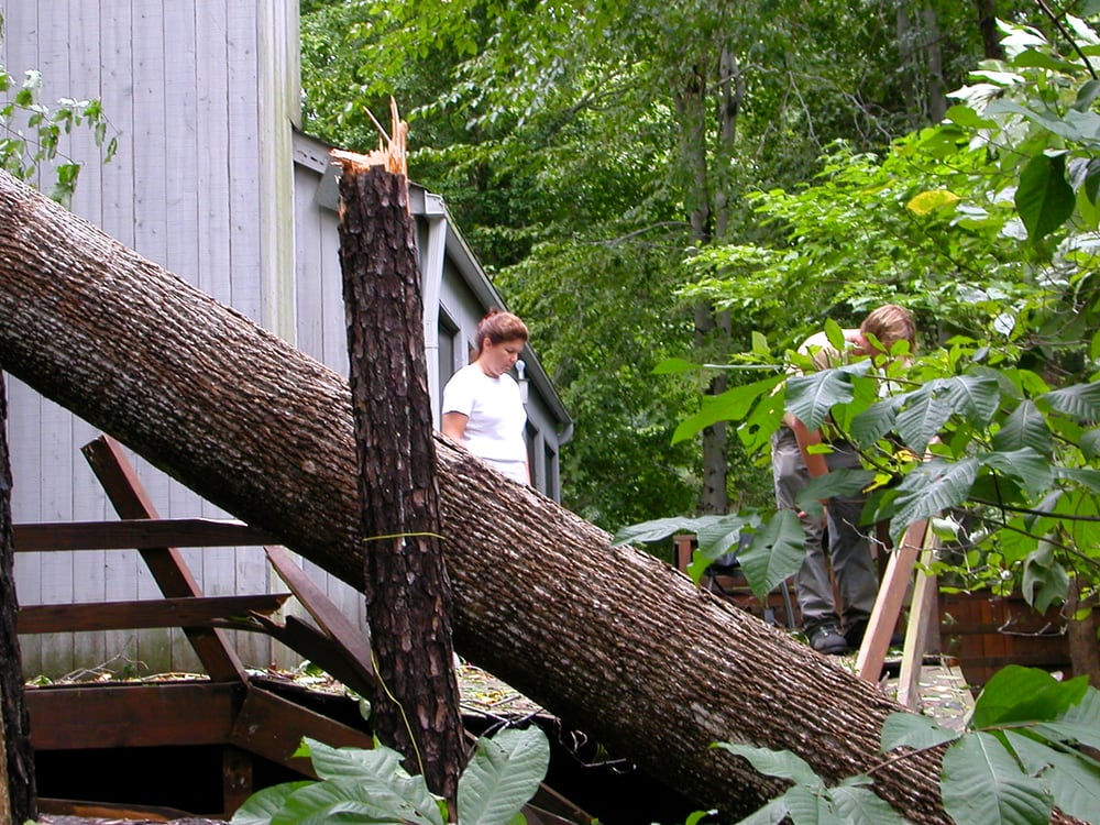 JOHNNY TIMBERS TREE SERVICE - Updated October 2025 - PO Box 6384 ...