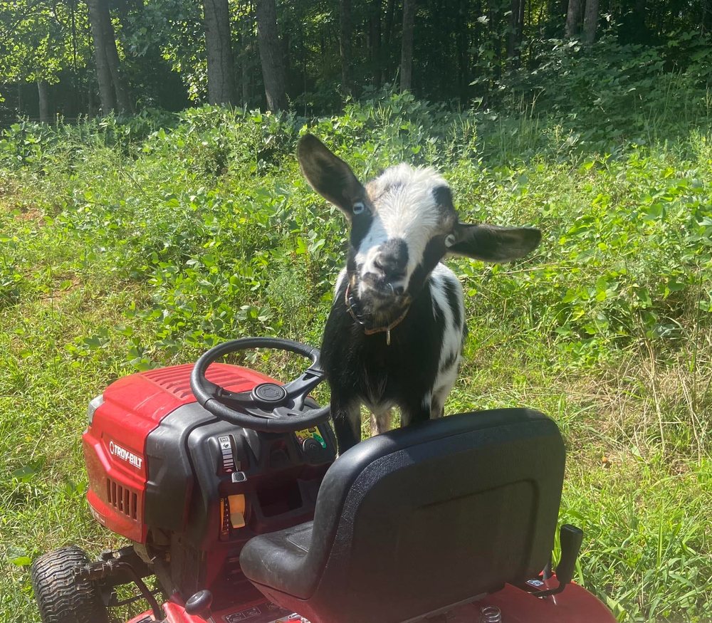 CANDY MOUNTAIN GOAT FARM - Updated October 2025 - 1696 Wehutty Rd ...