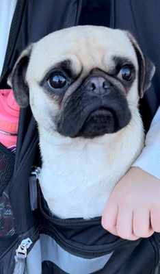 AMERICAN RIVER CANYON OVERLOOK PARK - Updated December 2025 - 63 Photos ...