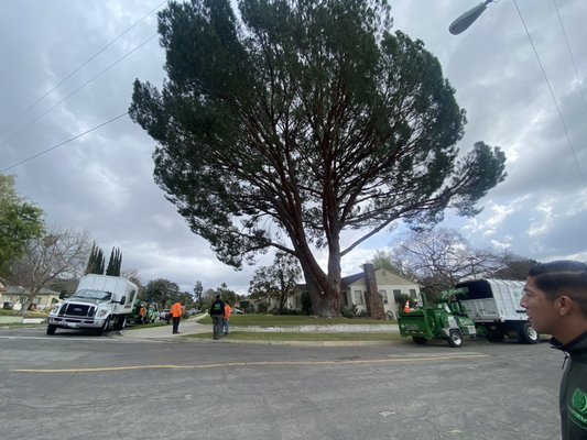 CALIFORNIA TREE DESIGN - Updated July 2025 - 233 Photos & 201 Reviews ...