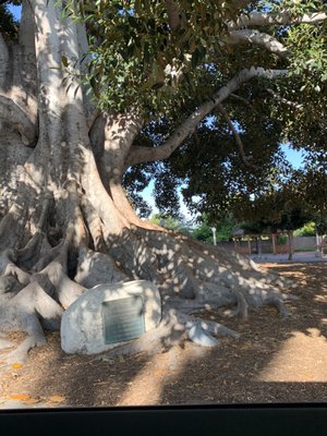 BIG TREE PARK - Updated May 2024 - 35 Photos & 17 Reviews - 665 S Santa ...